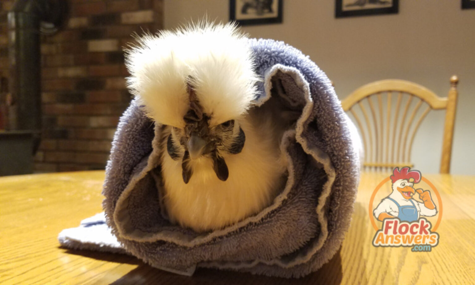 It's Show Time! Picking the Best Show Chickens - Backyard Poultry